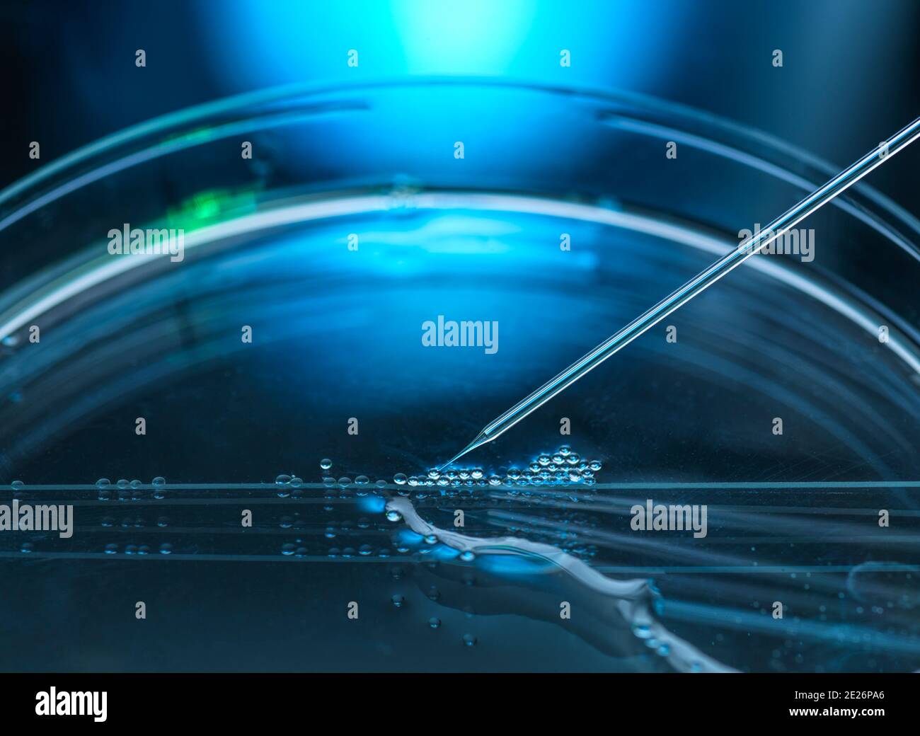 Nuclear transfer being carried out on several embryonic stem cells ...