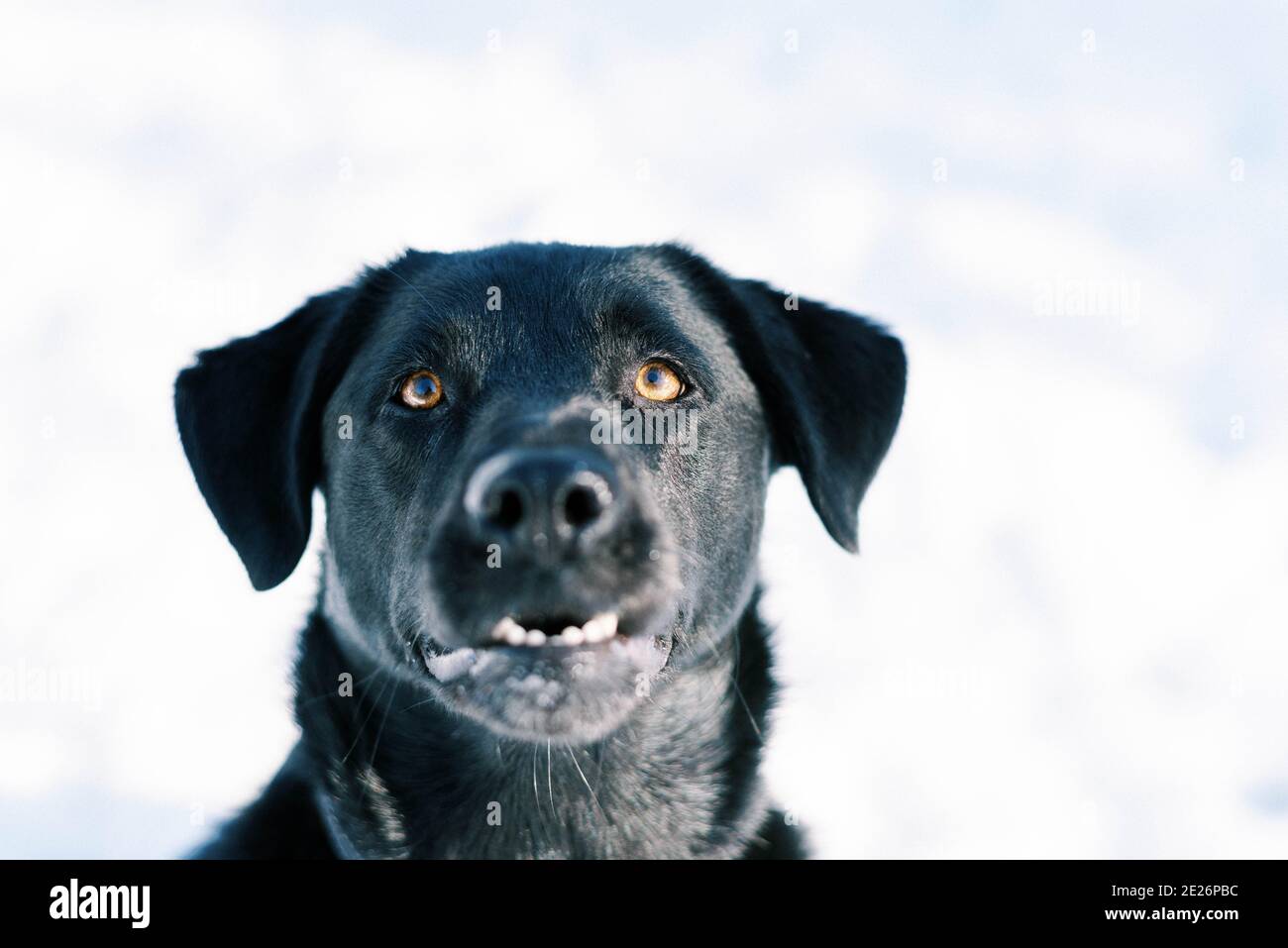 Soft black nose hi-res stock photography and images - Alamy