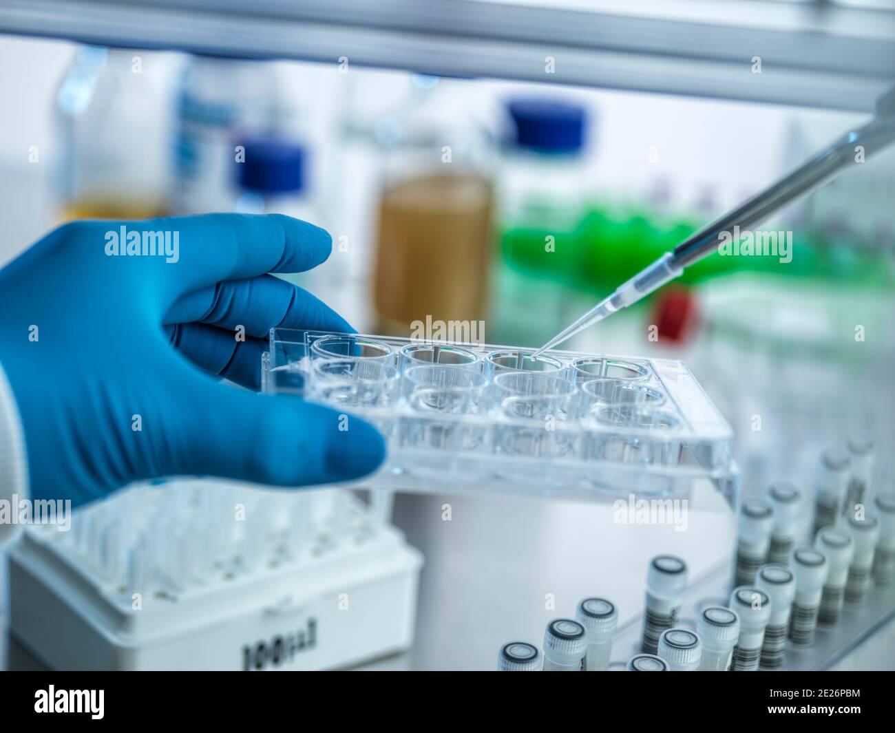 Biotechnology, Scientist pipetting a sample into a multi well plate ...