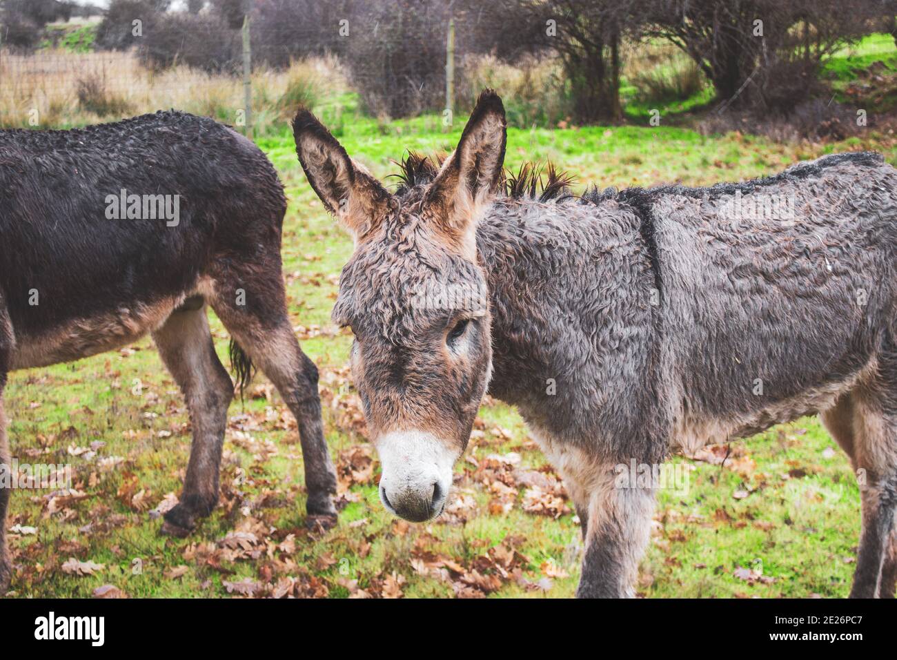 Donkey winter hi-res stock photography and images - Alamy