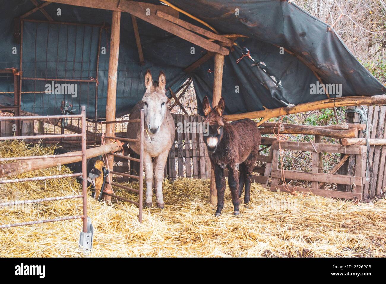 donkeys mother and son in the field under a shelter in winter rainy ...
