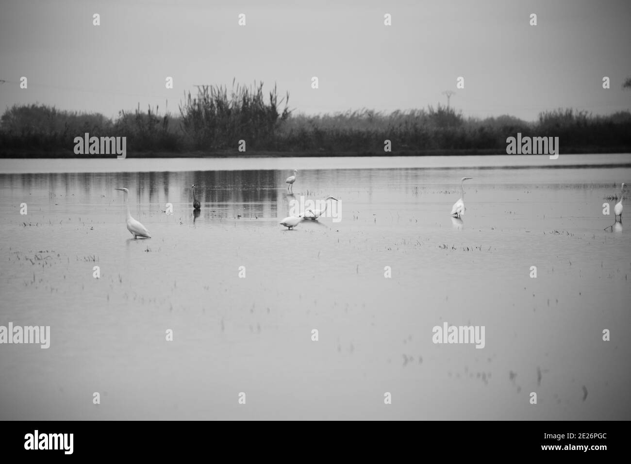 Animal community wild Black and White Stock Photos & Images - Alamy