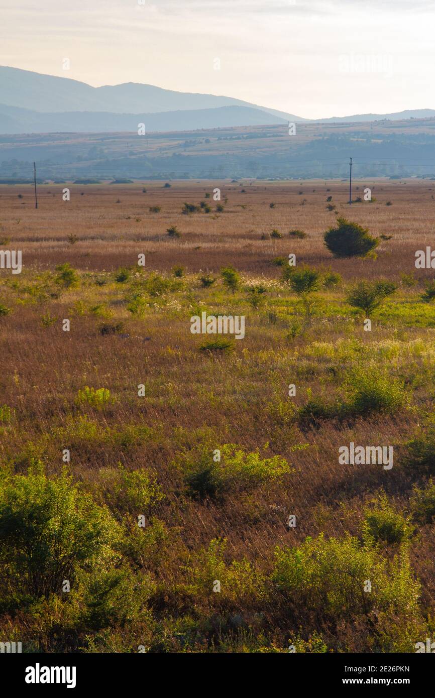 Shrubland vegetation in Mediterranean Stock Photo - Alamy