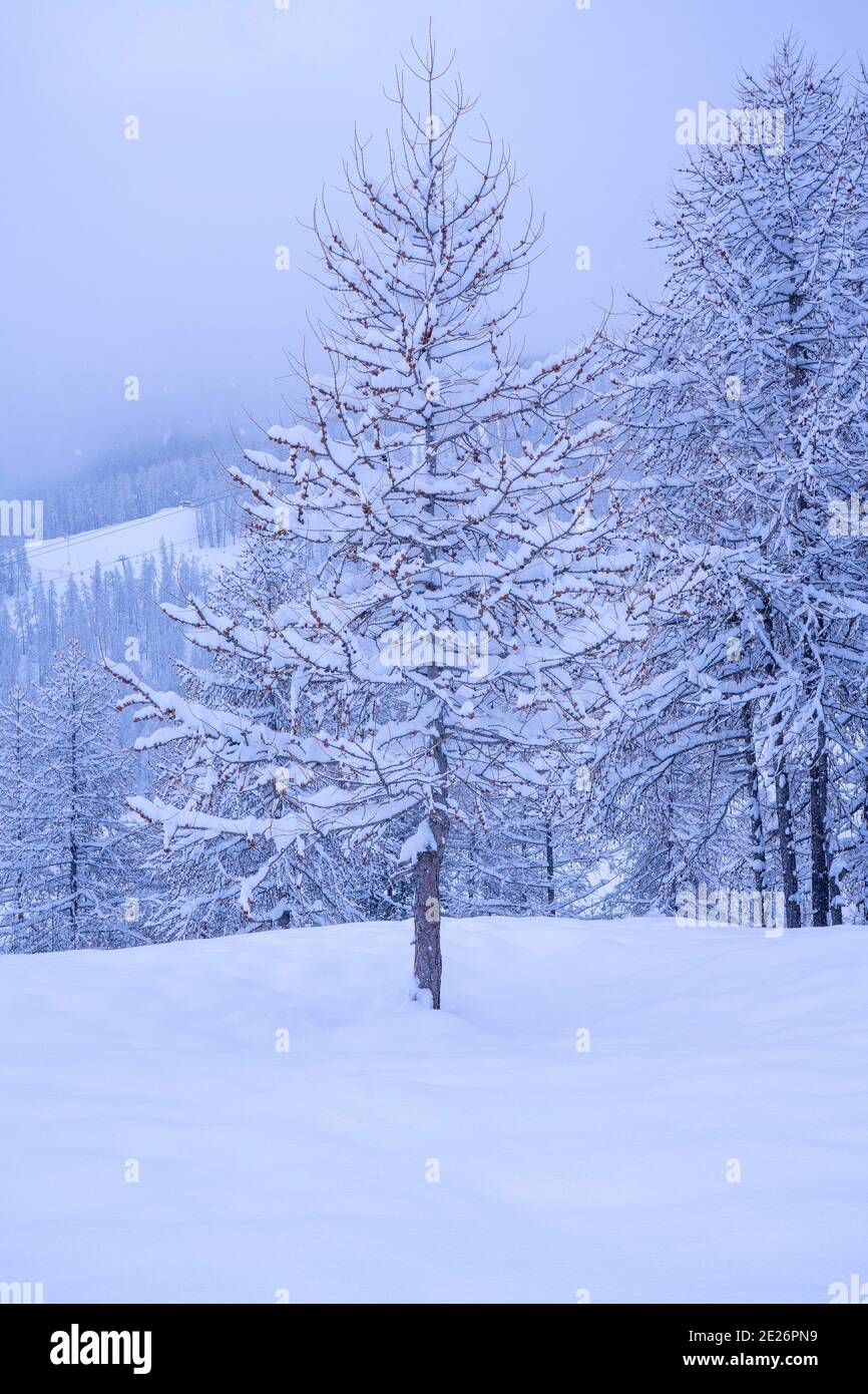 Backgr snowflake hi-res stock photography and images - Alamy