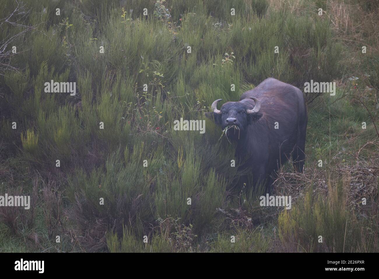 European buffalo in the wild with her two young Stock Photo - Alamy