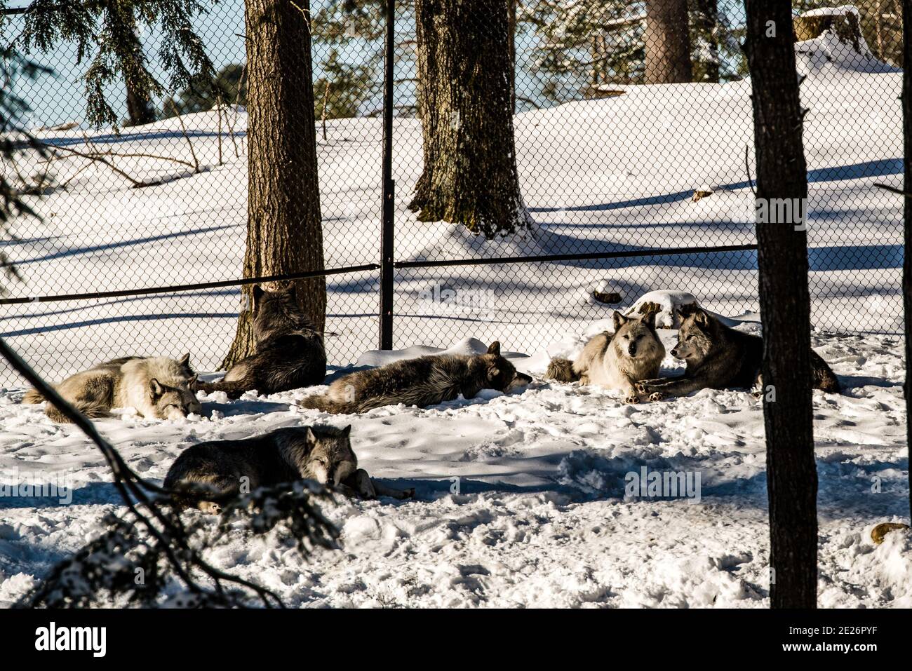 Wolves at parc omega canada hi-res stock photography and images - Alamy