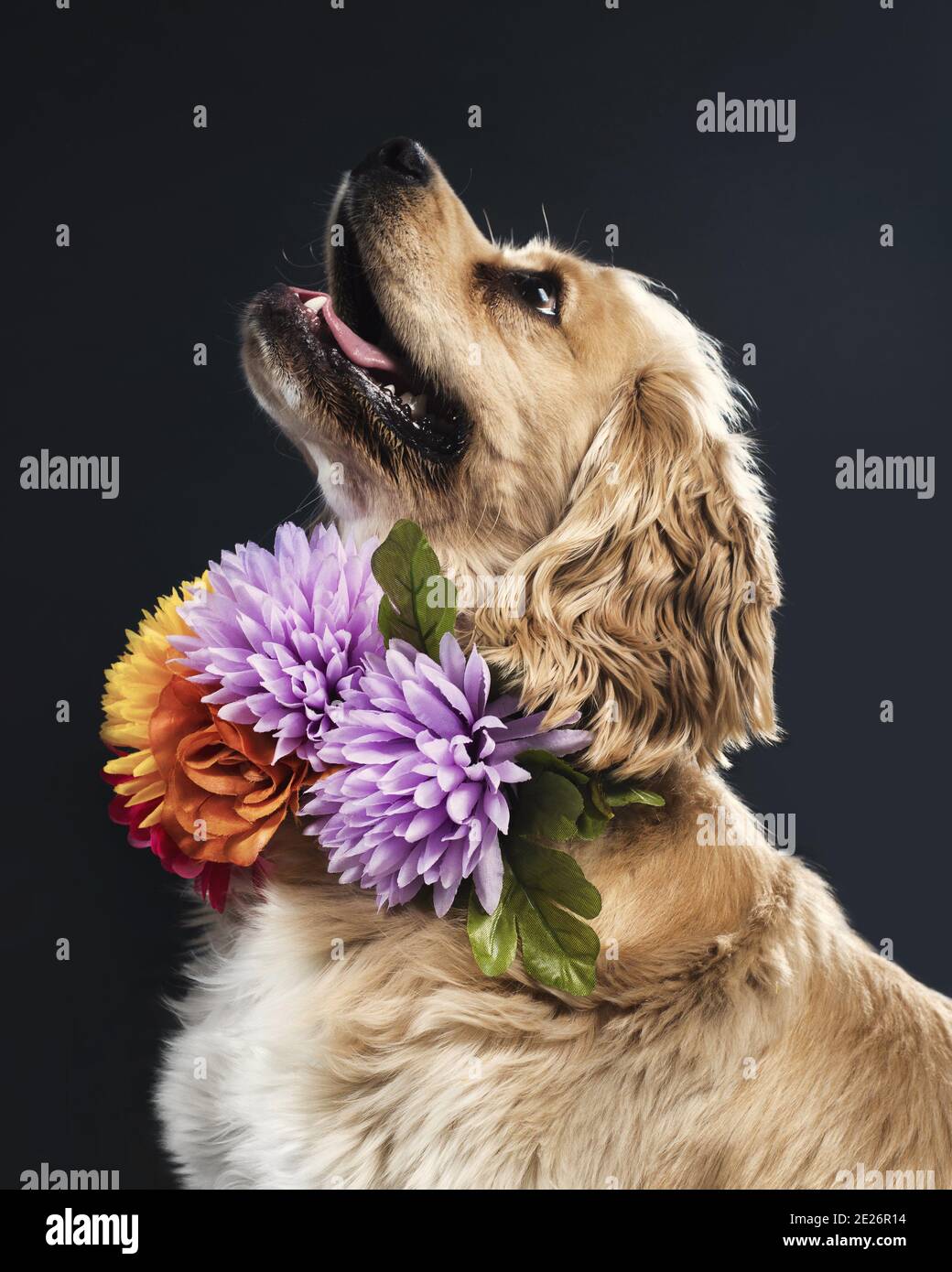 Golden Spaniel High Resolution Stock Photography and Images - Alamy
