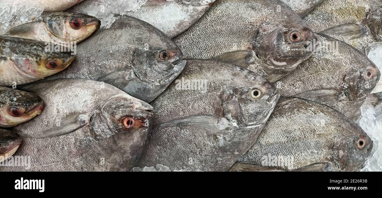Fresh fish on ice in the supermarket. Top view on multiple rows of ...