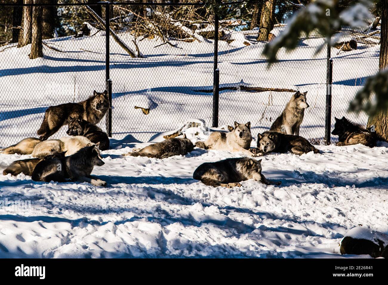 Parc Omega, Canada, January 2 2021 - Wolves roaming in snow forest in ...