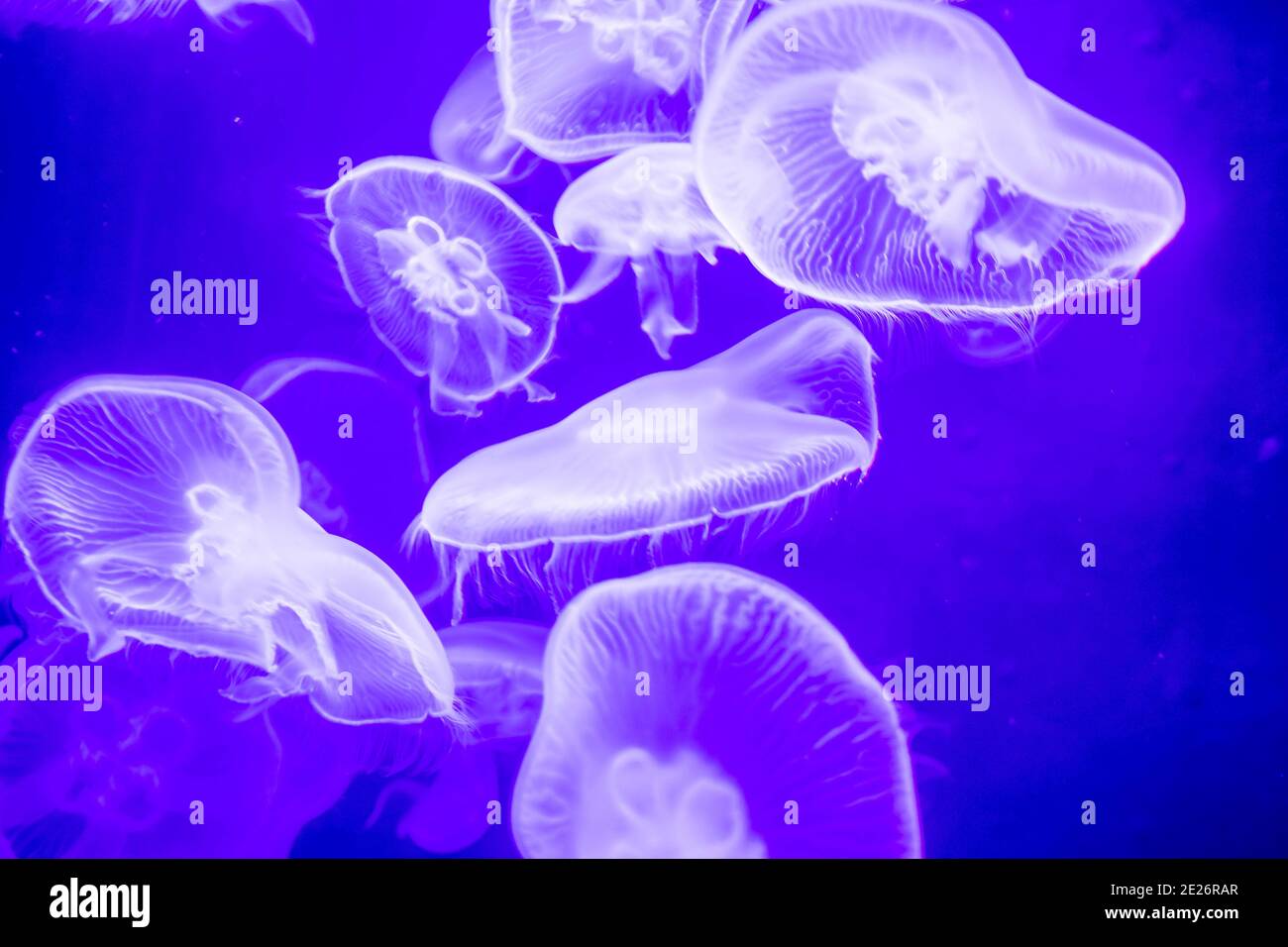 Blurry Colorful Jellyfishes floating on waters. Blue Moon jellyfish ...