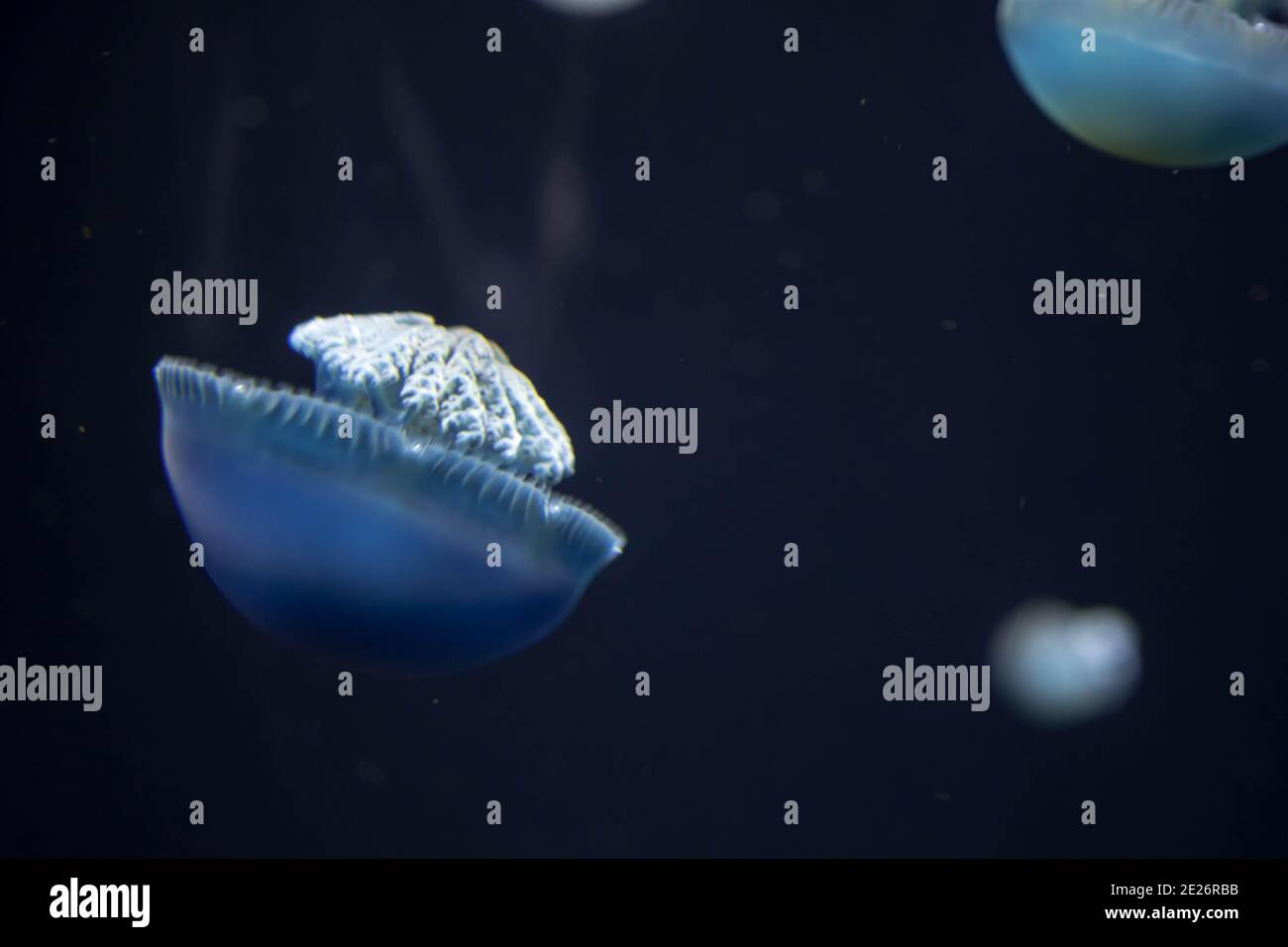 Blurry breede river jellyfish species forms large swarms in the Breede ...