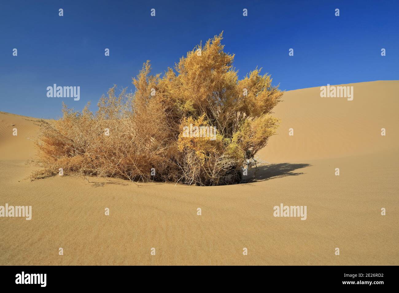 Lone tree china hi-res stock photography and images - Alamy