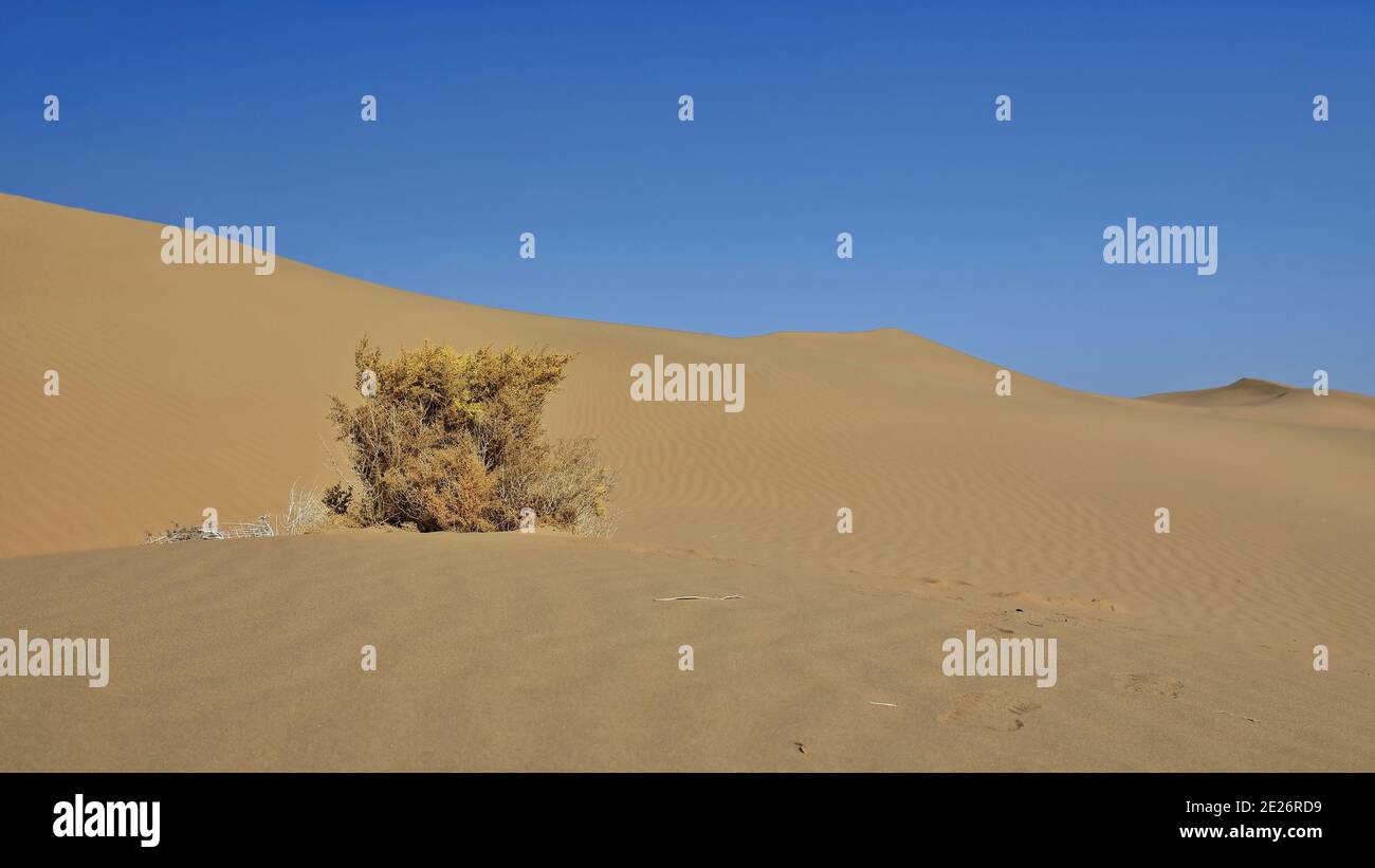 Lone tree china hi-res stock photography and images - Alamy