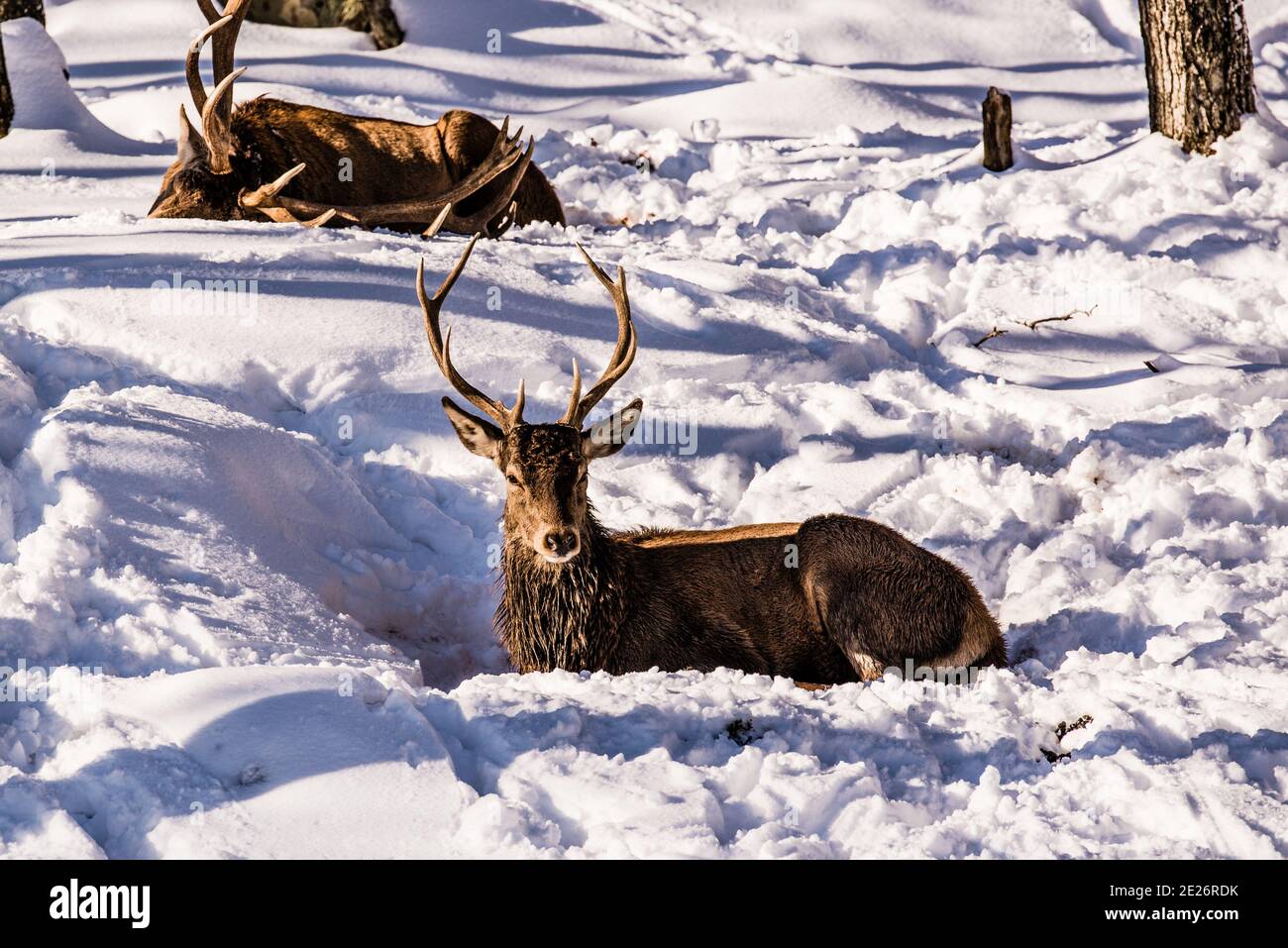 Parc Omega, Canada, January 2 2021 - Roaming elk in snow forest in the ...