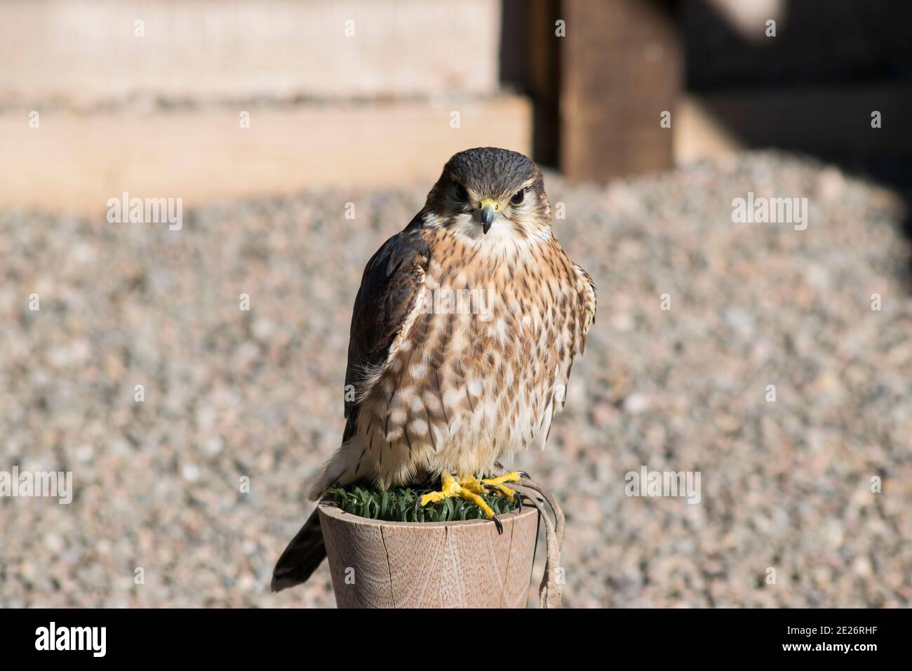 Captive Bird of Prey Stock Photo - Alamy