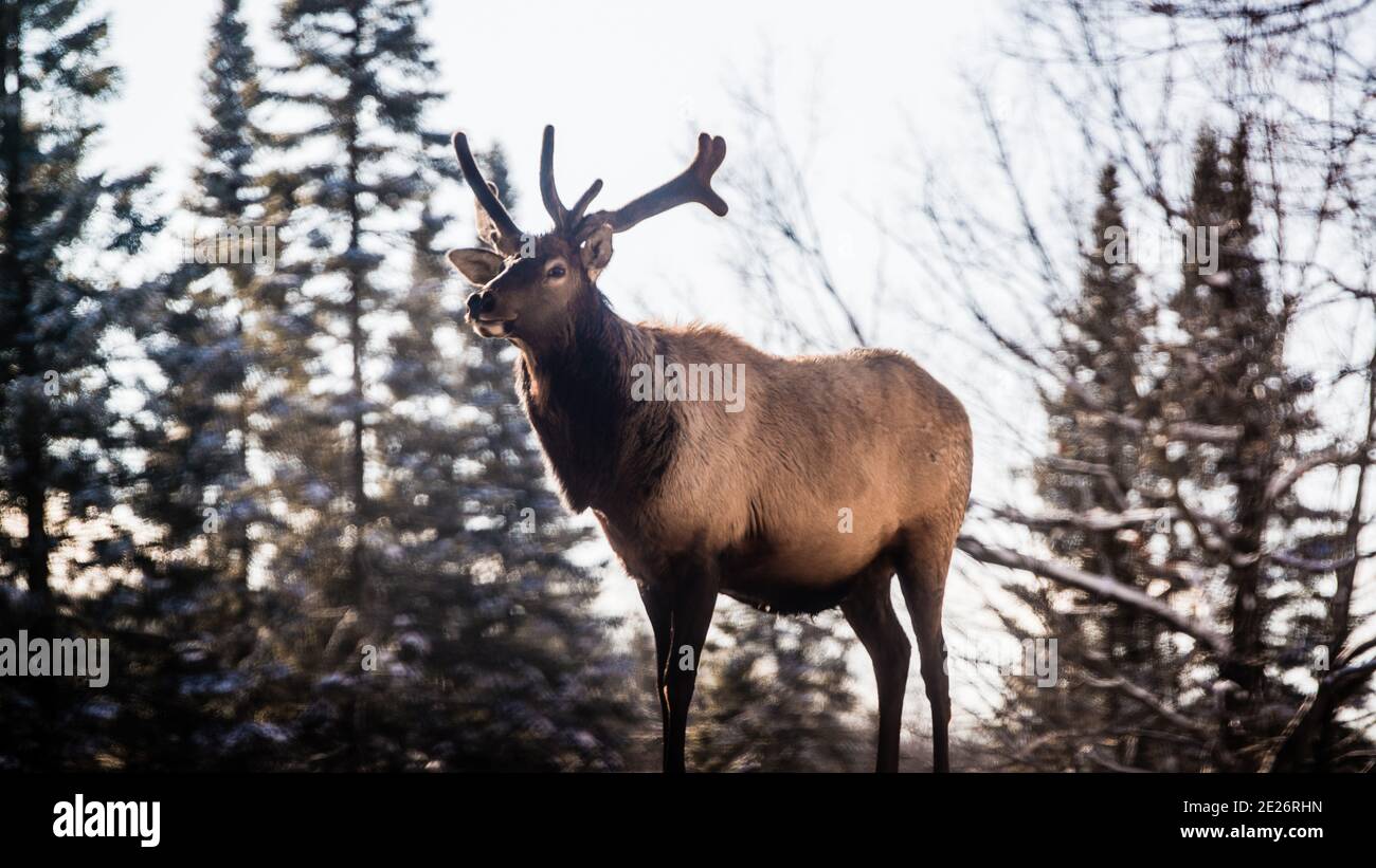 Elk track in snow hi-res stock photography and images - Alamy