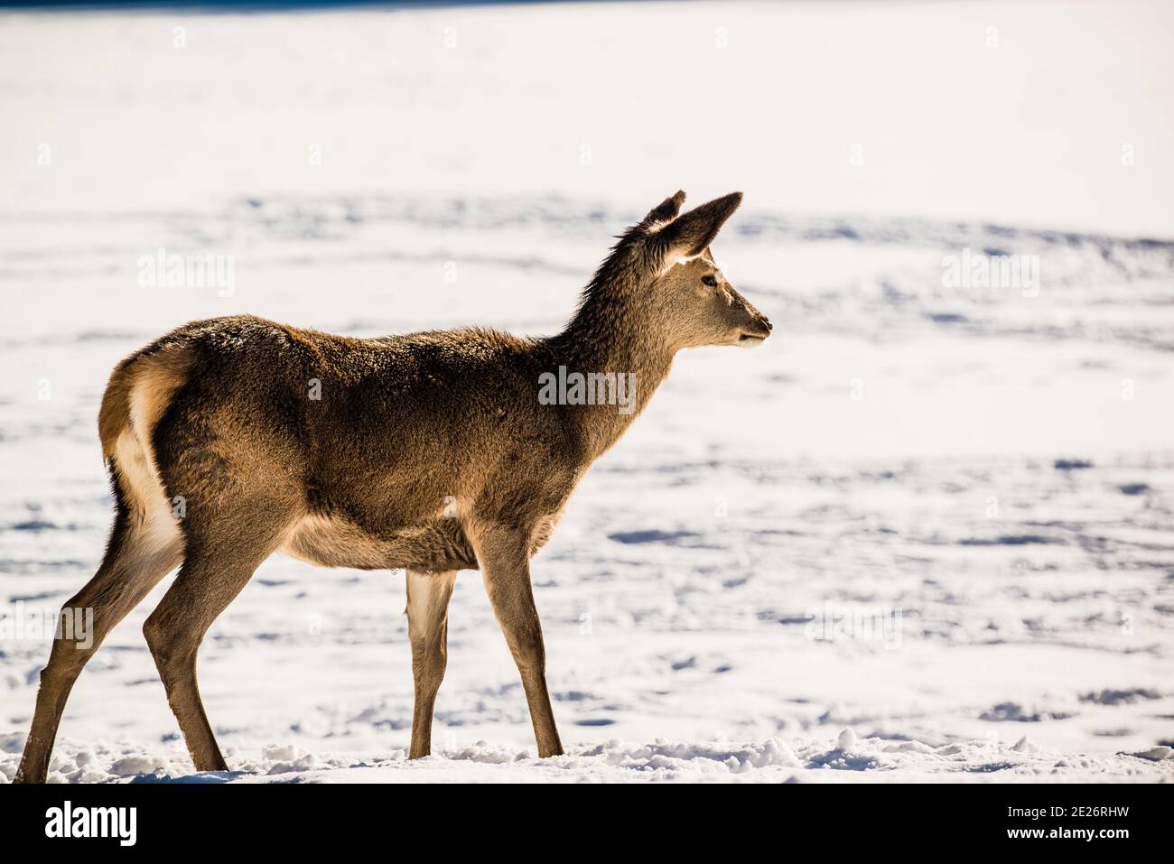 Elk track in snow hi-res stock photography and images - Alamy