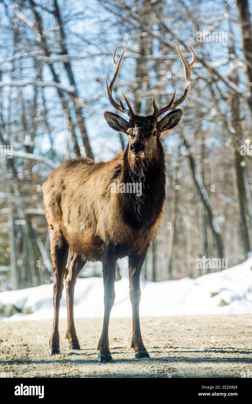 Parc Omega, Canada, January 2 2021 - Roaming elk in snow forest in the ...