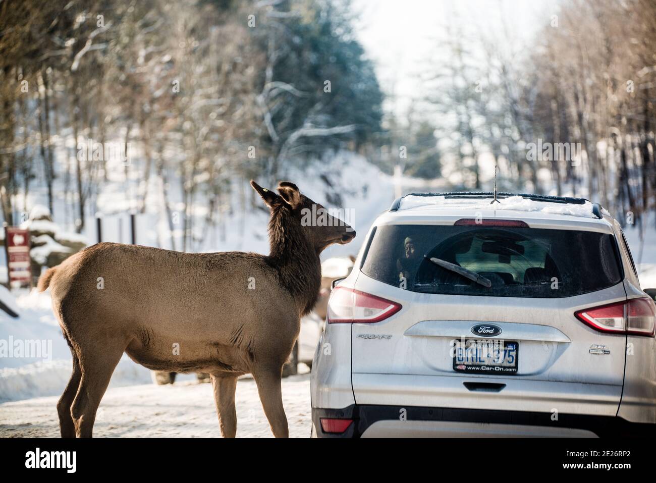 Parc Omega, Canada, January 2 2021 - Roaming elk in snow forest in the ...