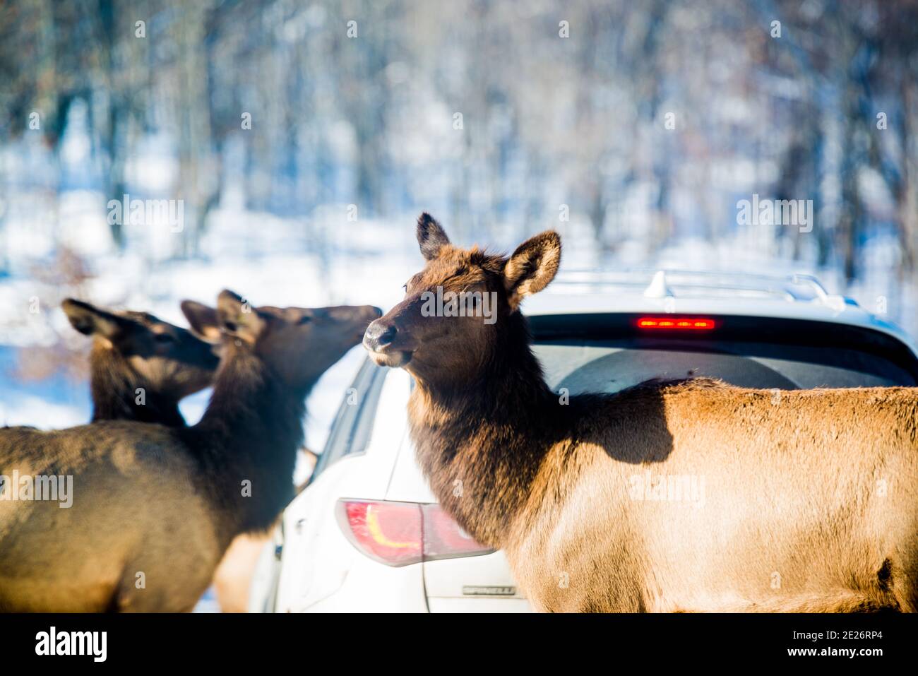 Parc Omega, Canada, January 2 2021 - Roaming elk in snow forest in the ...