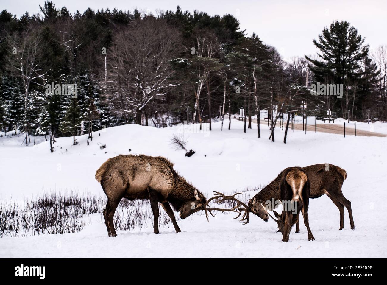 Parc Omega, Canada, January 2 2021 - Two Elks fighting in snow forest ...