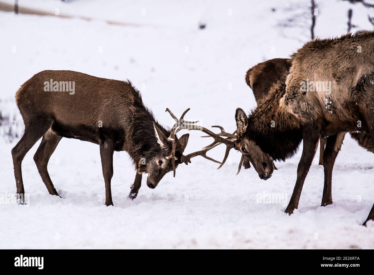 Parc Omega, Canada, January 2 2021 - Two Elks fighting in snow forest ...