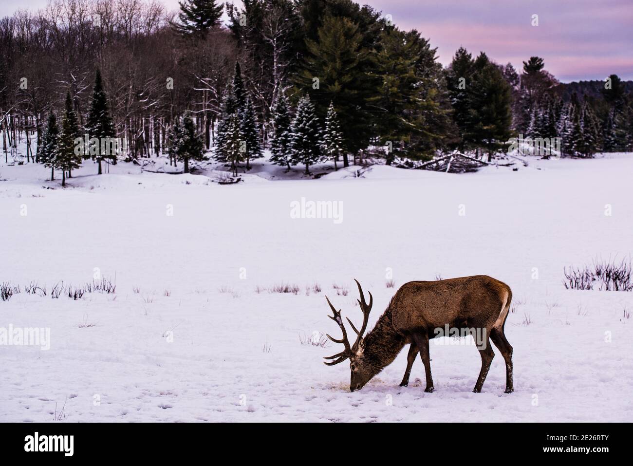 Parc Omega, Canada, January 2 2021 - Roaming elk in snow forest in the ...
