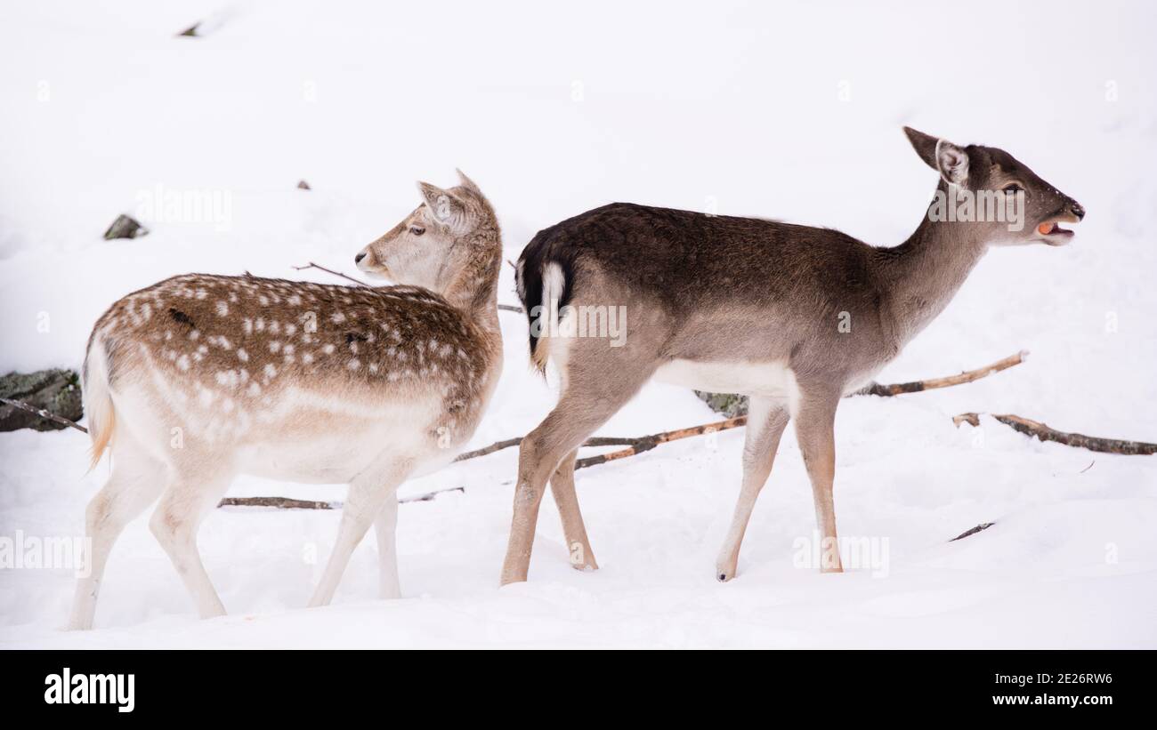 Parc Omega, Canada, January 2 2021 - Roaming elk in snow forest in the ...
