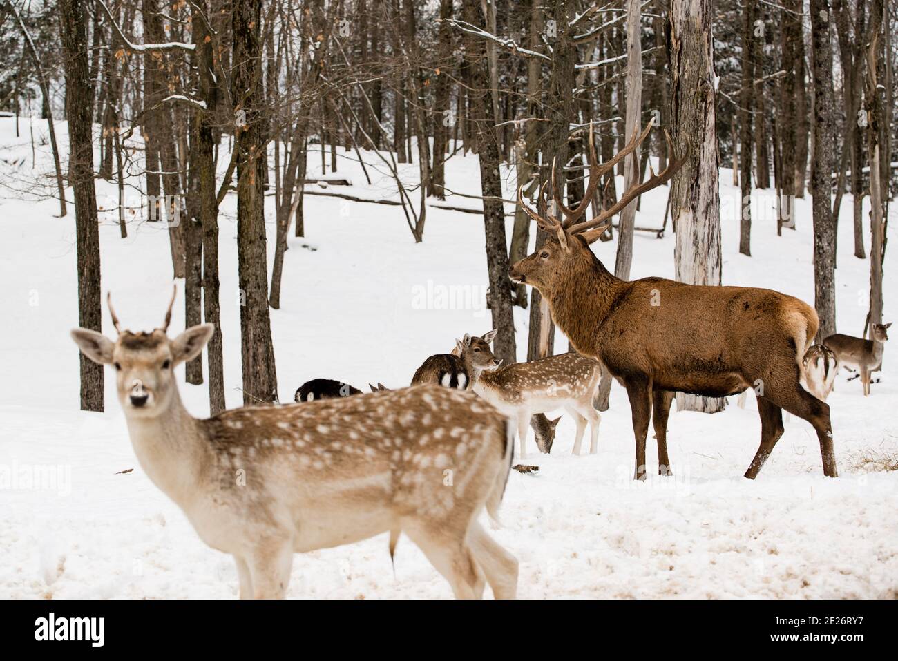 Parc Omega, Canada, January 2 2021 - Roaming elk in snow forest in the ...