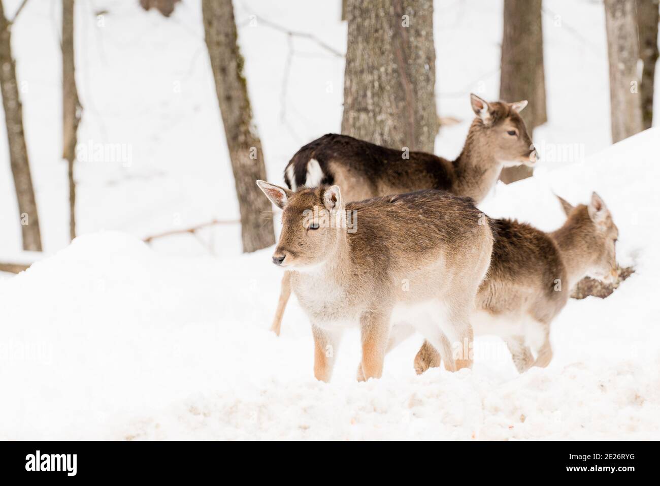 Deer parc omega quebec canada hi-res stock photography and images - Alamy