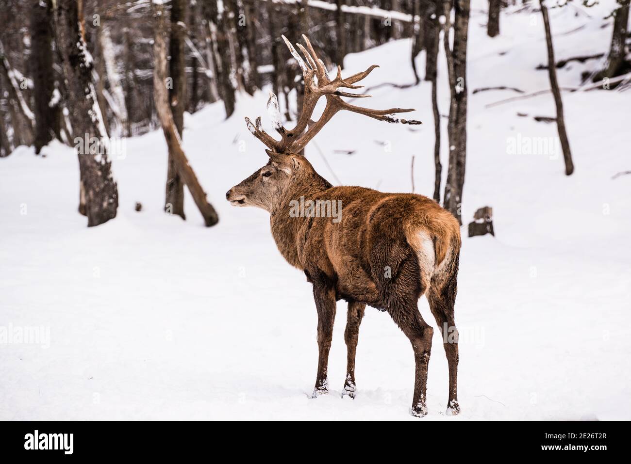 Parc Omega, Canada, January 2 2021 - Roaming elk in snow forest in the ...