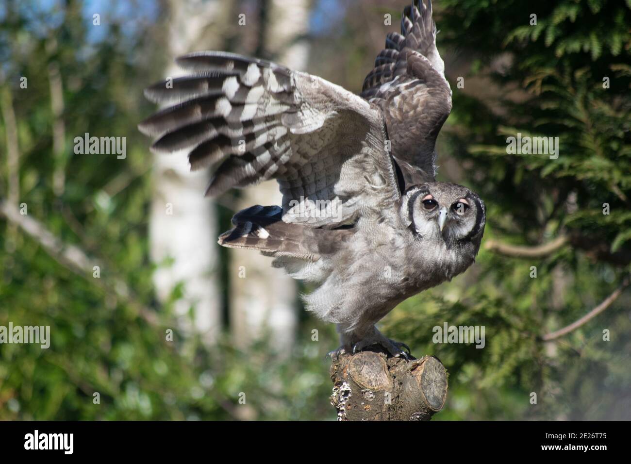 Birds with talons hi-res stock photography and images - Alamy