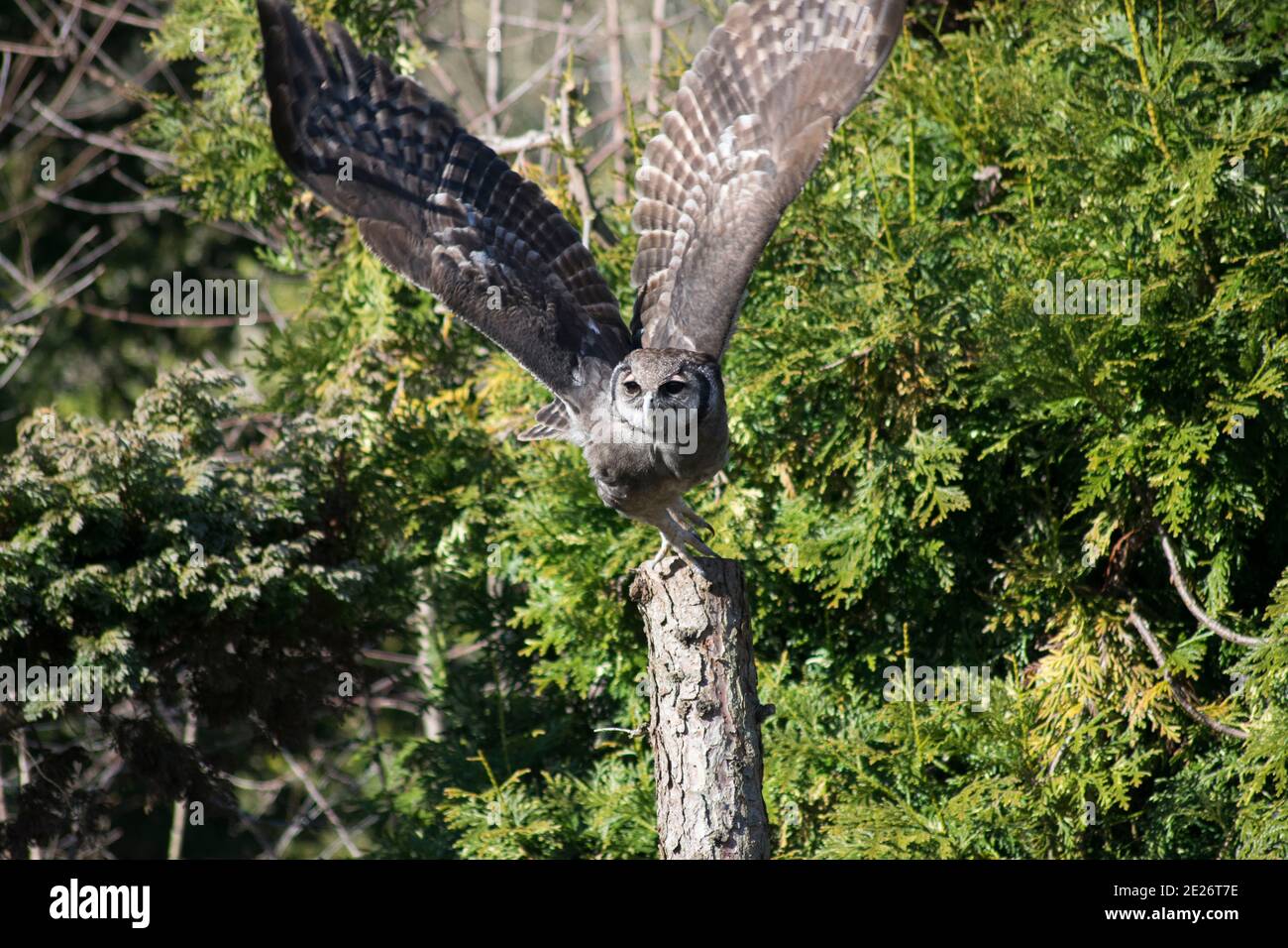 Birds of Prey in captivity Stock Photo - Alamy