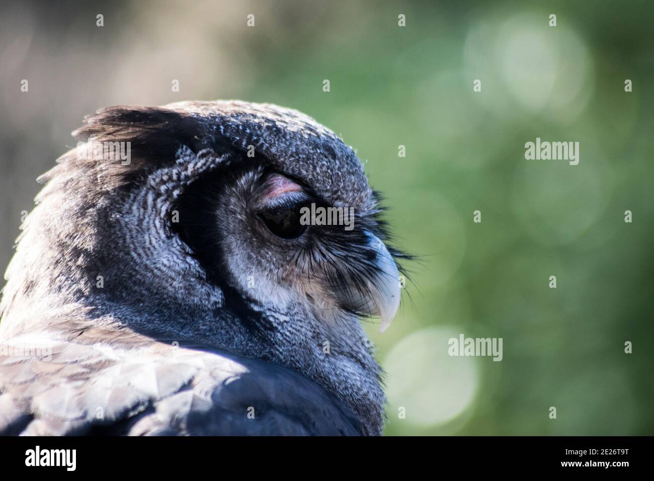 Birds of Prey in captivity Stock Photo - Alamy