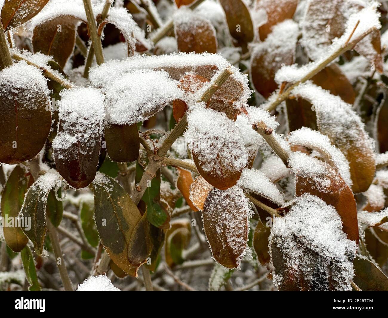 Frozen plant leaves icicles hi-res stock photography and images - Alamy