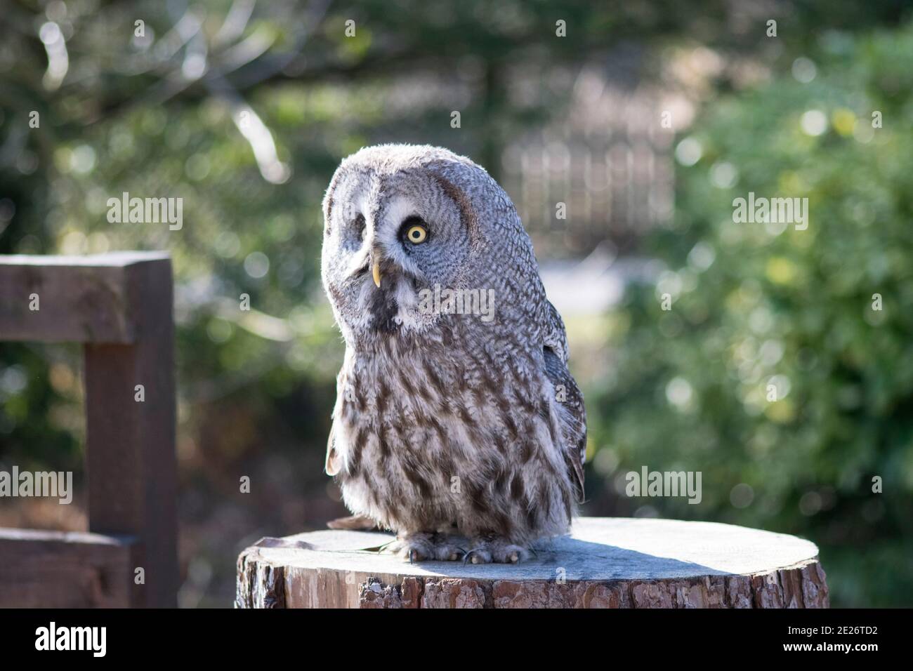 Birds of Prey in captivity Stock Photo - Alamy