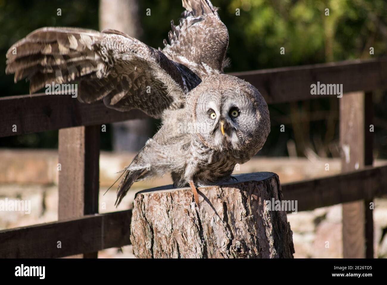 Birds of Prey in captivity Stock Photo - Alamy