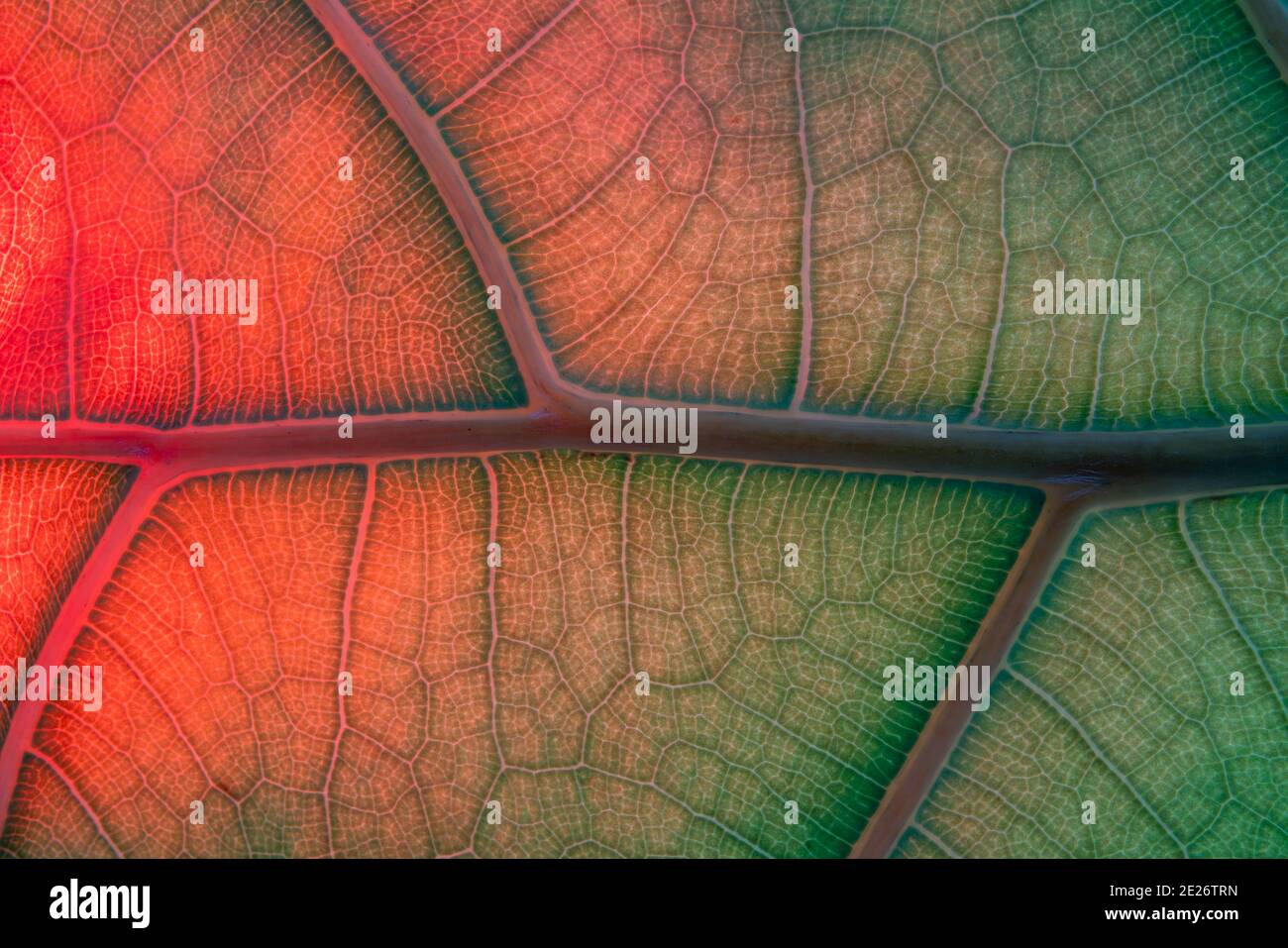 Red and Green Abstract Backlit Leaf Texture imitating veins of human ...