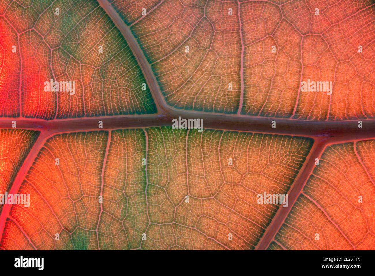 Hearth anatomy hi-res stock photography and images - Alamy