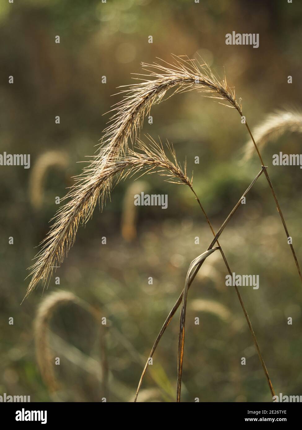 Common sedges hi-res stock photography and images - Alamy