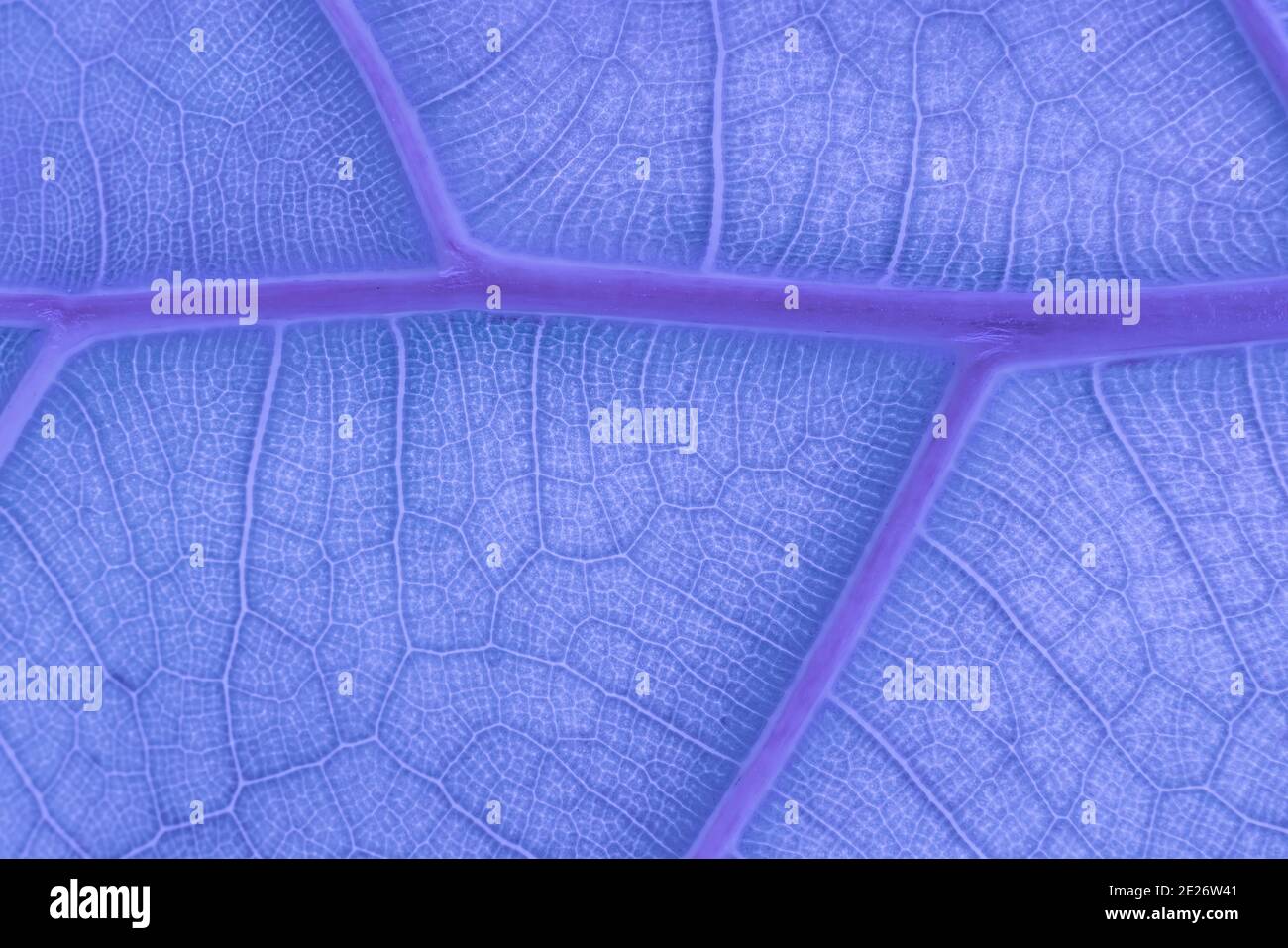 Neon Blue fluorescens Abstract Backlit Leaf Texture imitating veins of ...