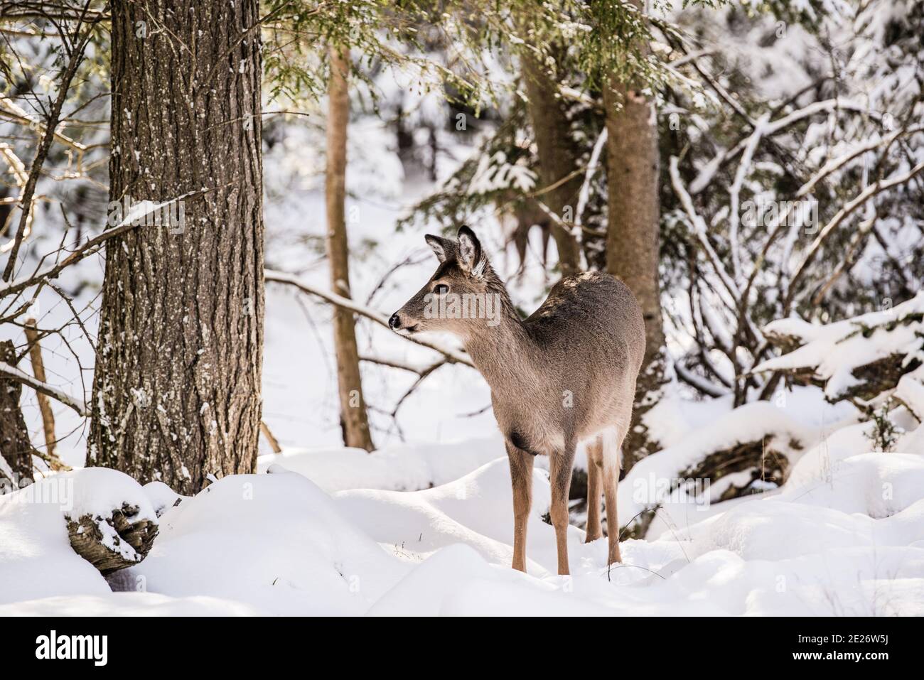 Parc Omega, Canada, January 2 2021 - Roaming elk in snow forest in the ...