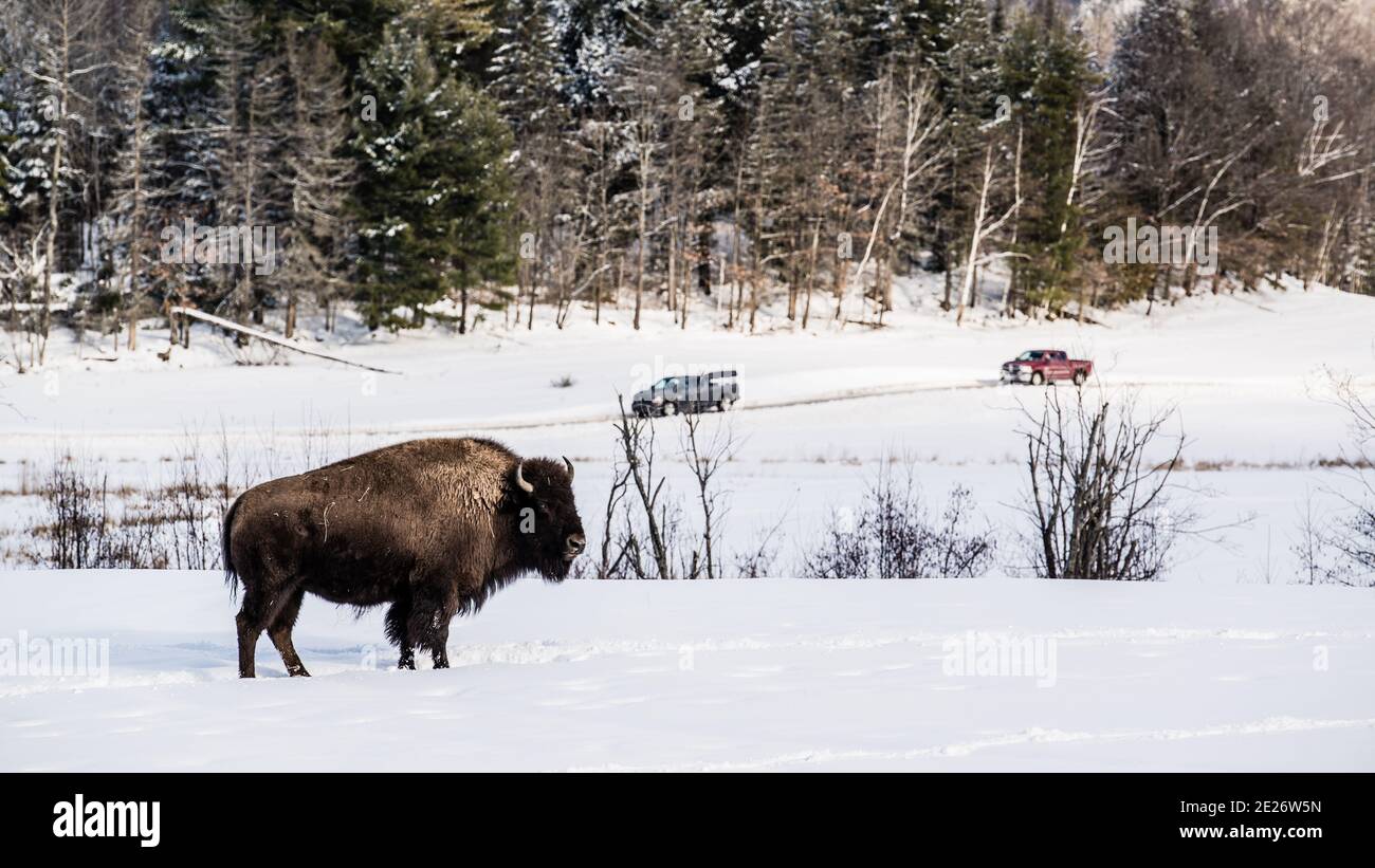 Parc Omega, Canada, January 2 2021 - The bison roaming in snow forest ...