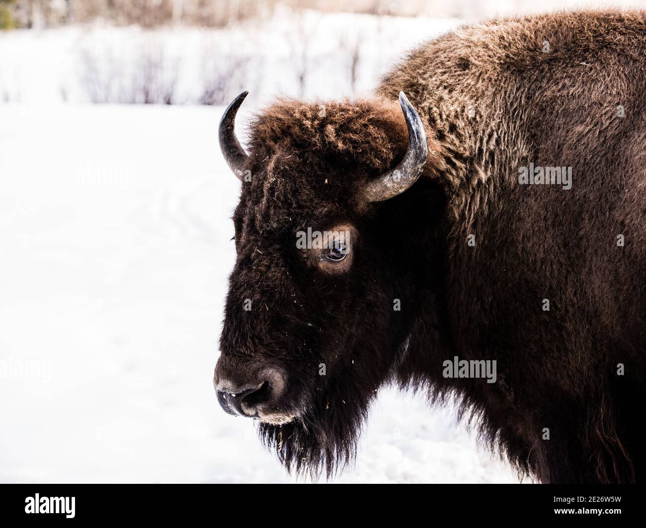 Parc Omega, Canada, January 2 2021 - The bison roaming in snow forest ...