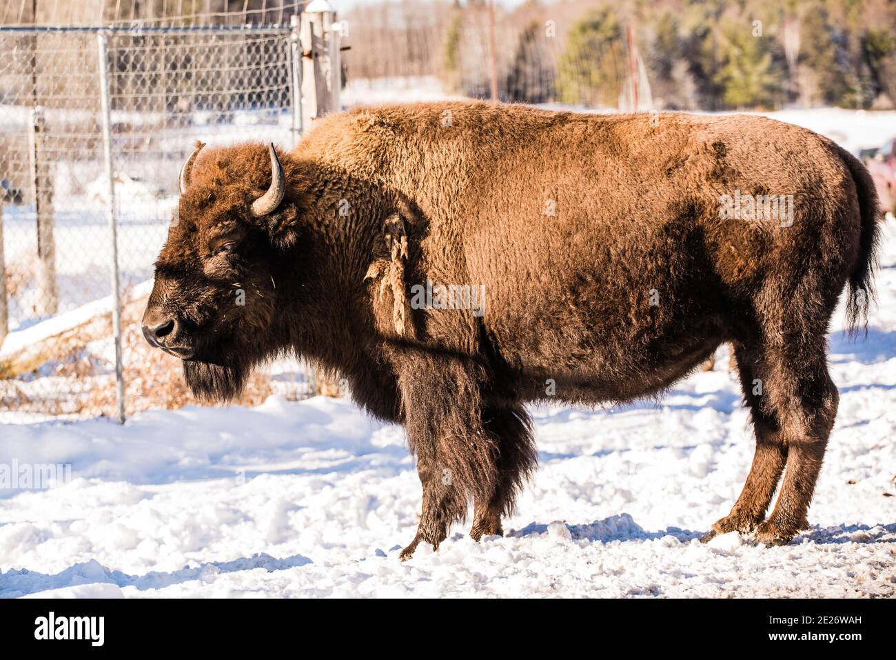 Parc Omega, Canada, January 2 2021 - The bison roaming in snow forest ...