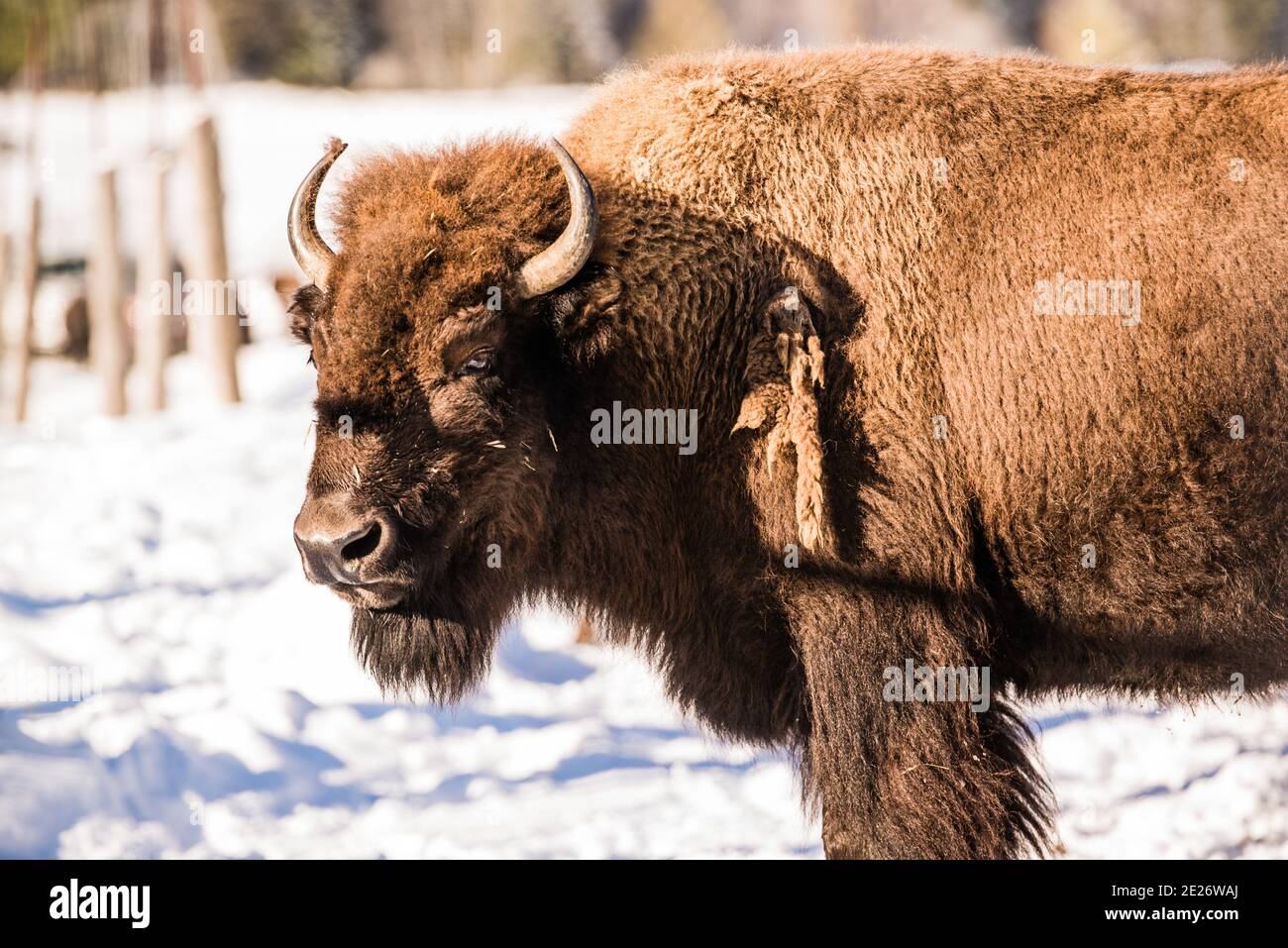 Parc Omega, Canada, January 2 2021 - The bison roaming in snow forest ...