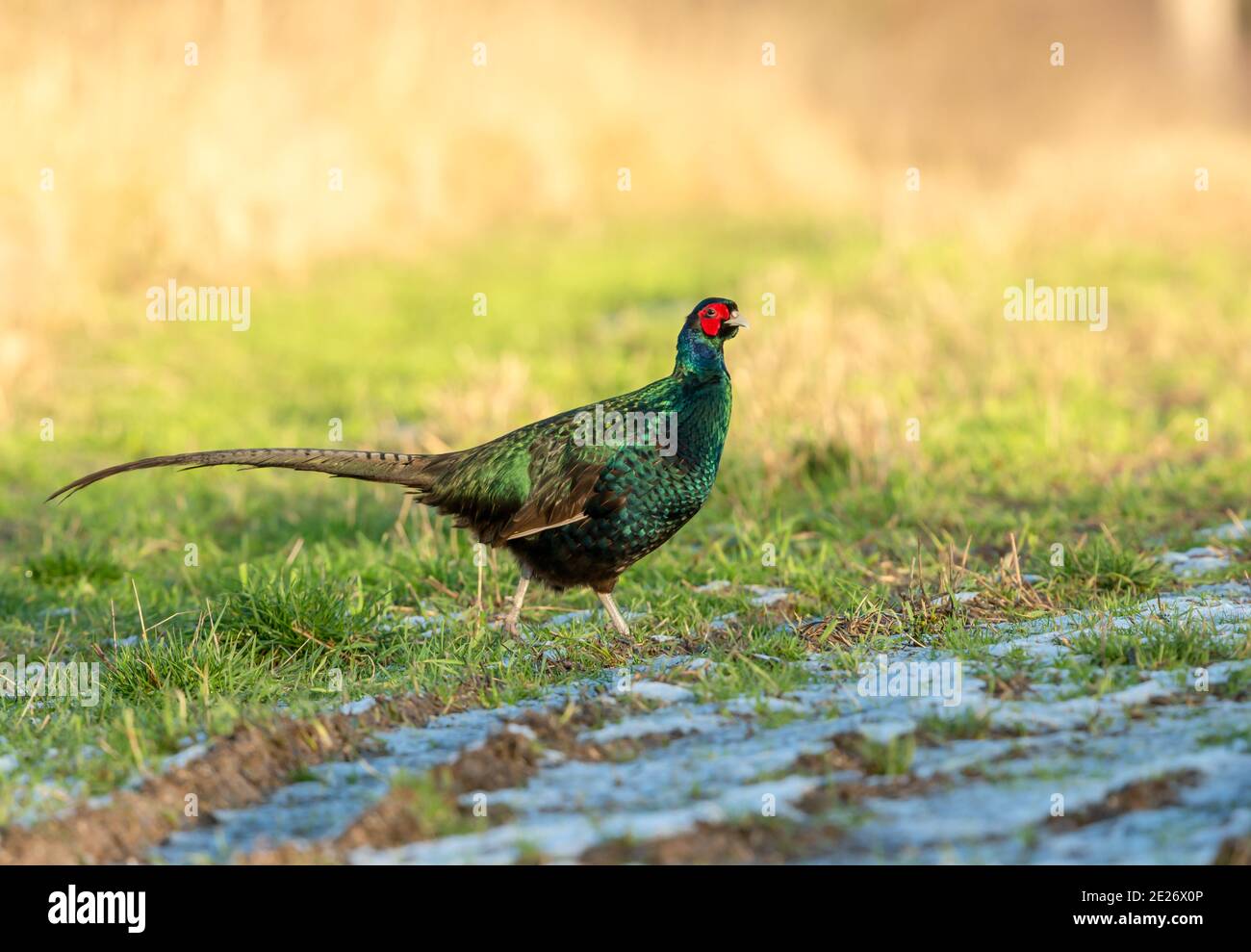 Pheasant. Melanistic mutant pheasant with iridescent, greenish black ...