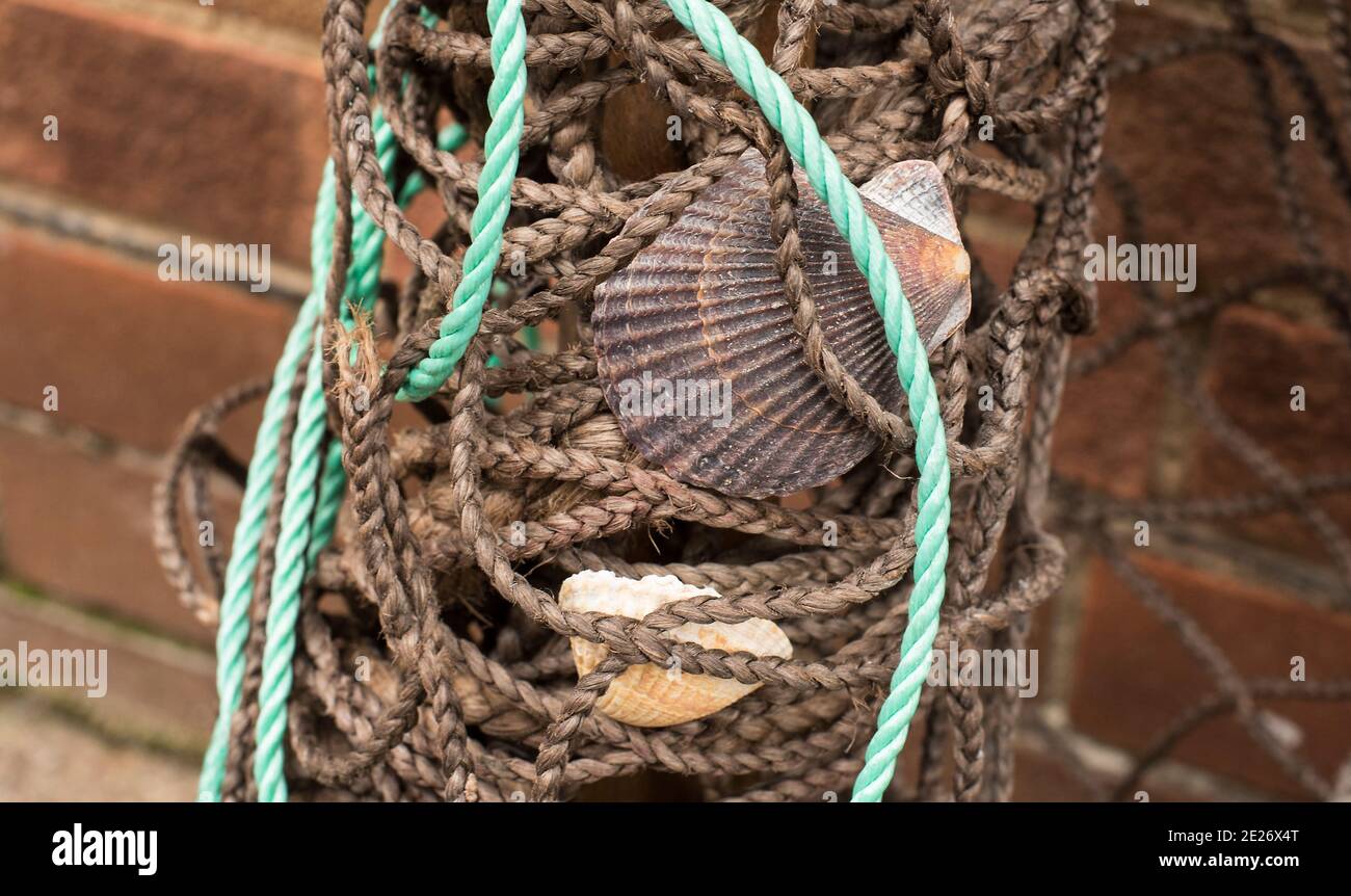 Sea shells caught up in old netting Stock Photo - Alamy