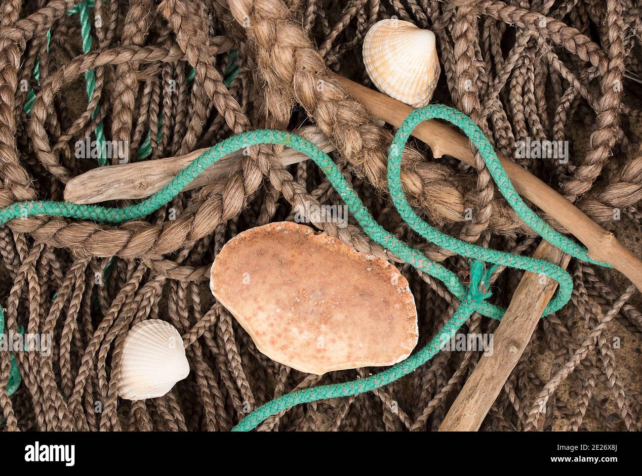 Empty crab shell on old sea rope Stock Photo - Alamy