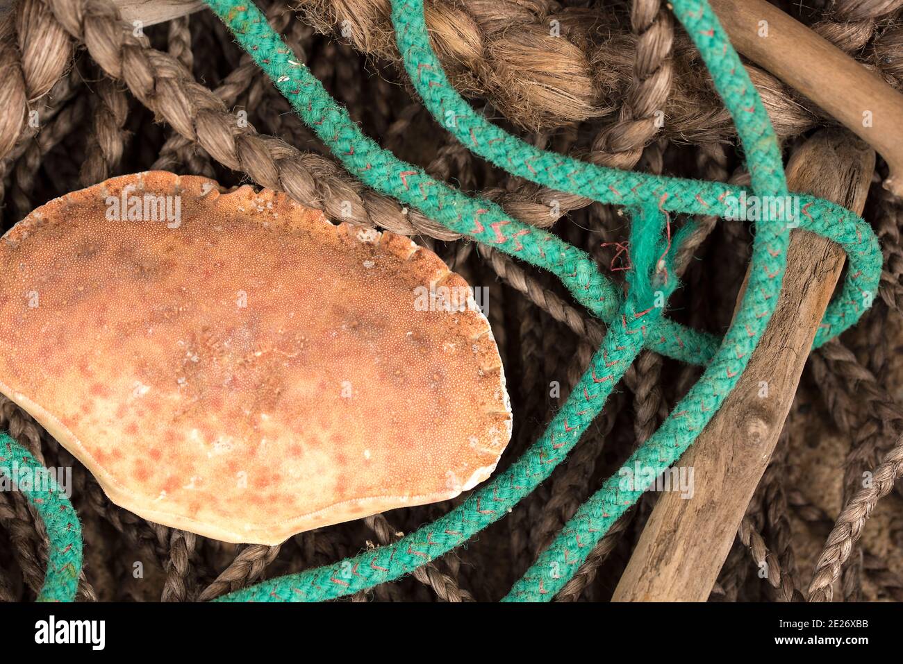 Empty crab shell on old sea rope Stock Photo - Alamy